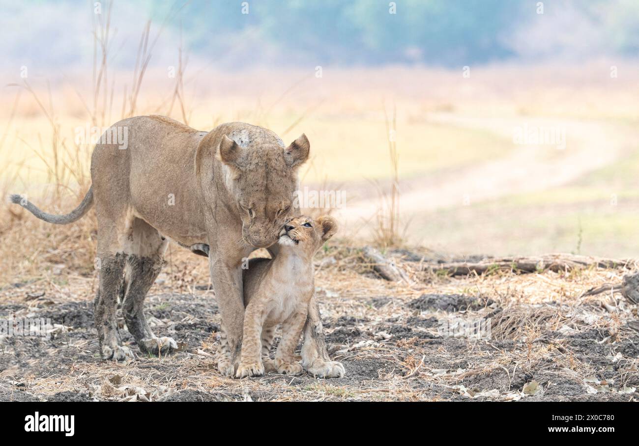 Lioness doting on her cub ZAMBIA ADORABLE images of a lioness showering ...