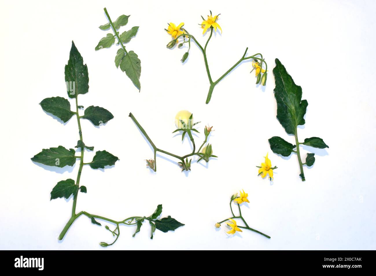 A picture for studying a tomato plant, a stem with an inflorescence ...