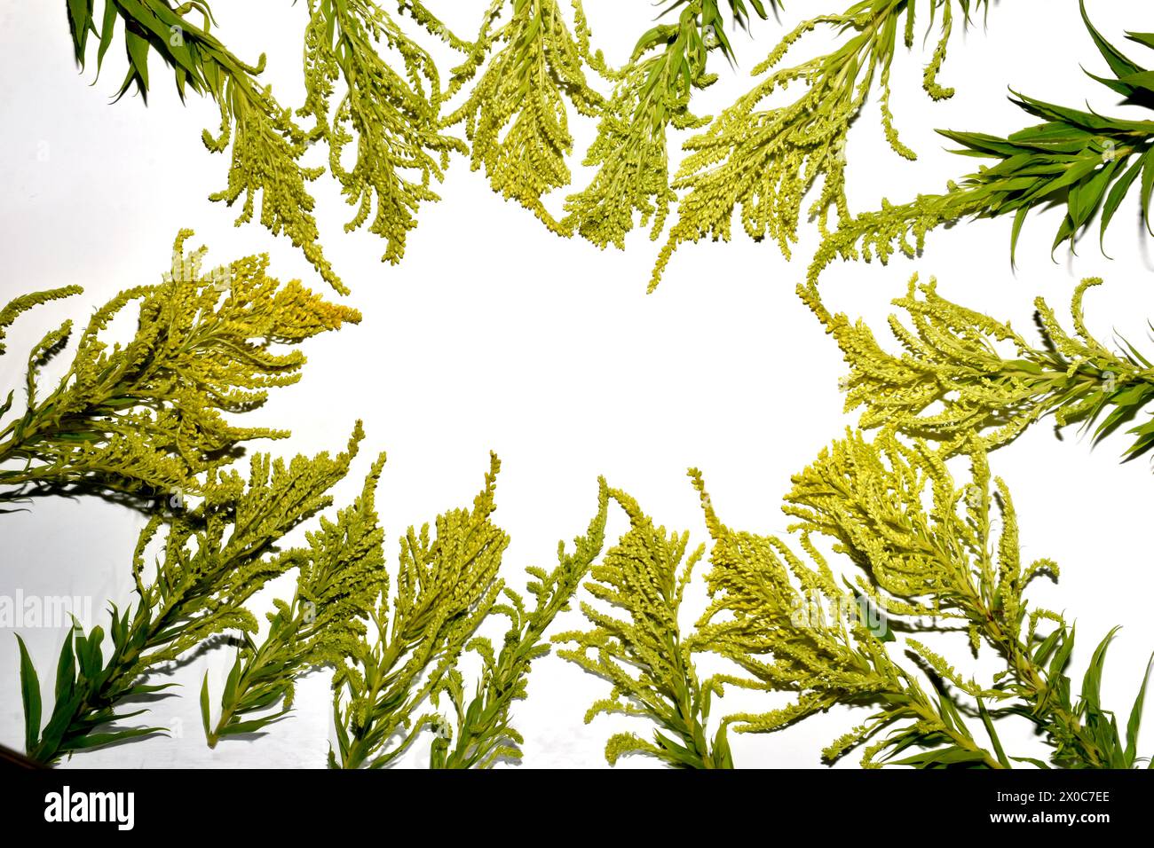 Texture pattern created by inflorescences of yellow flowers laid out in ...