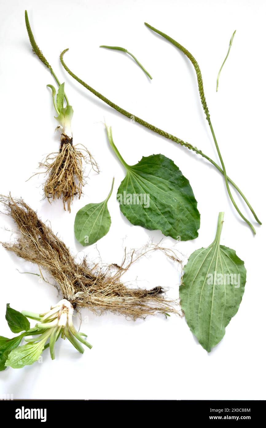 Herb plantain, root system, leaves and peduncles erect on white Stock ...