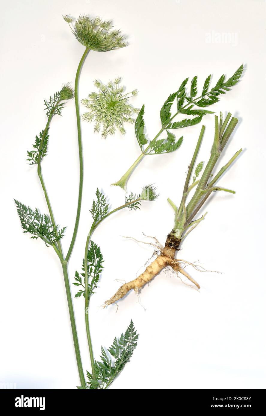 Field grass yarrow stem with flowers, leaves and root on white Stock ...