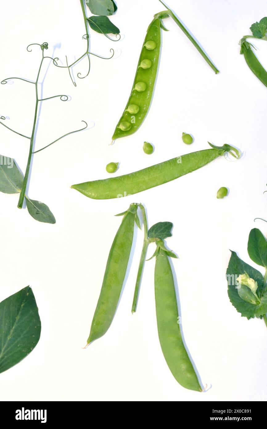 A picture for studying a pea plant, bivalve beans with green seeds ...