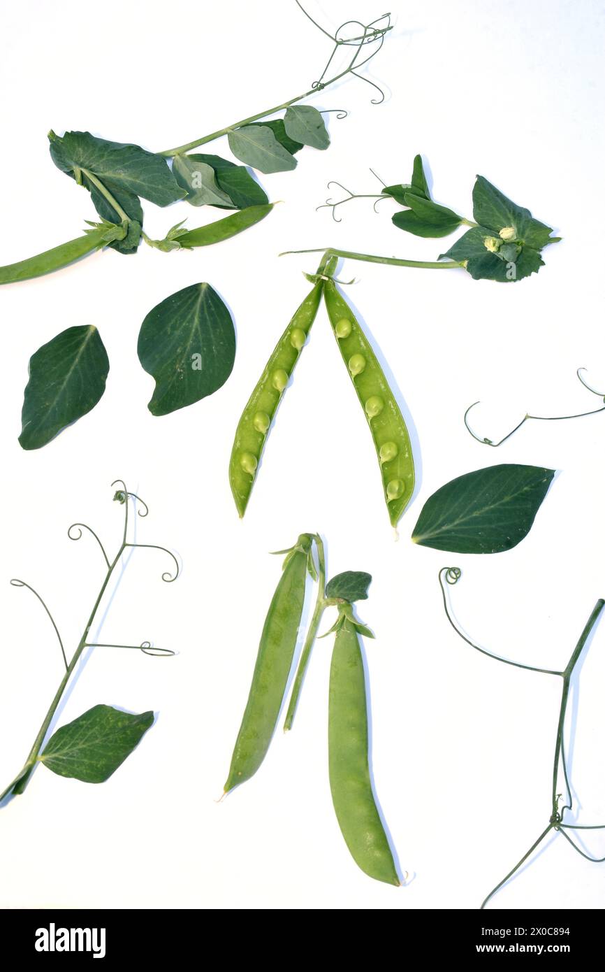 A picture for studying a pea plant, bivalve beans with green pea seeds ...