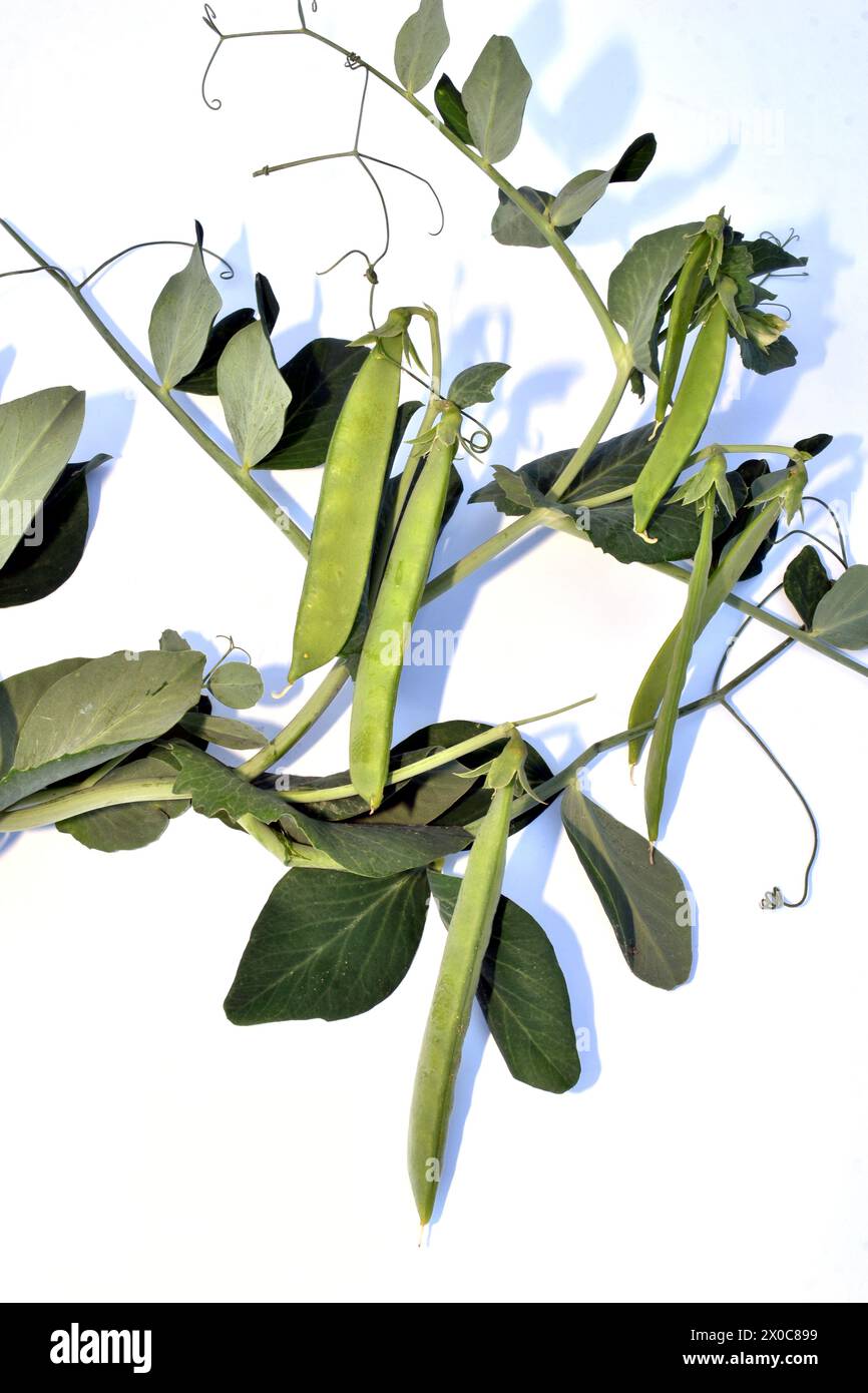 A snapshot of a botanical illustration of a pea plant, its stems with ...