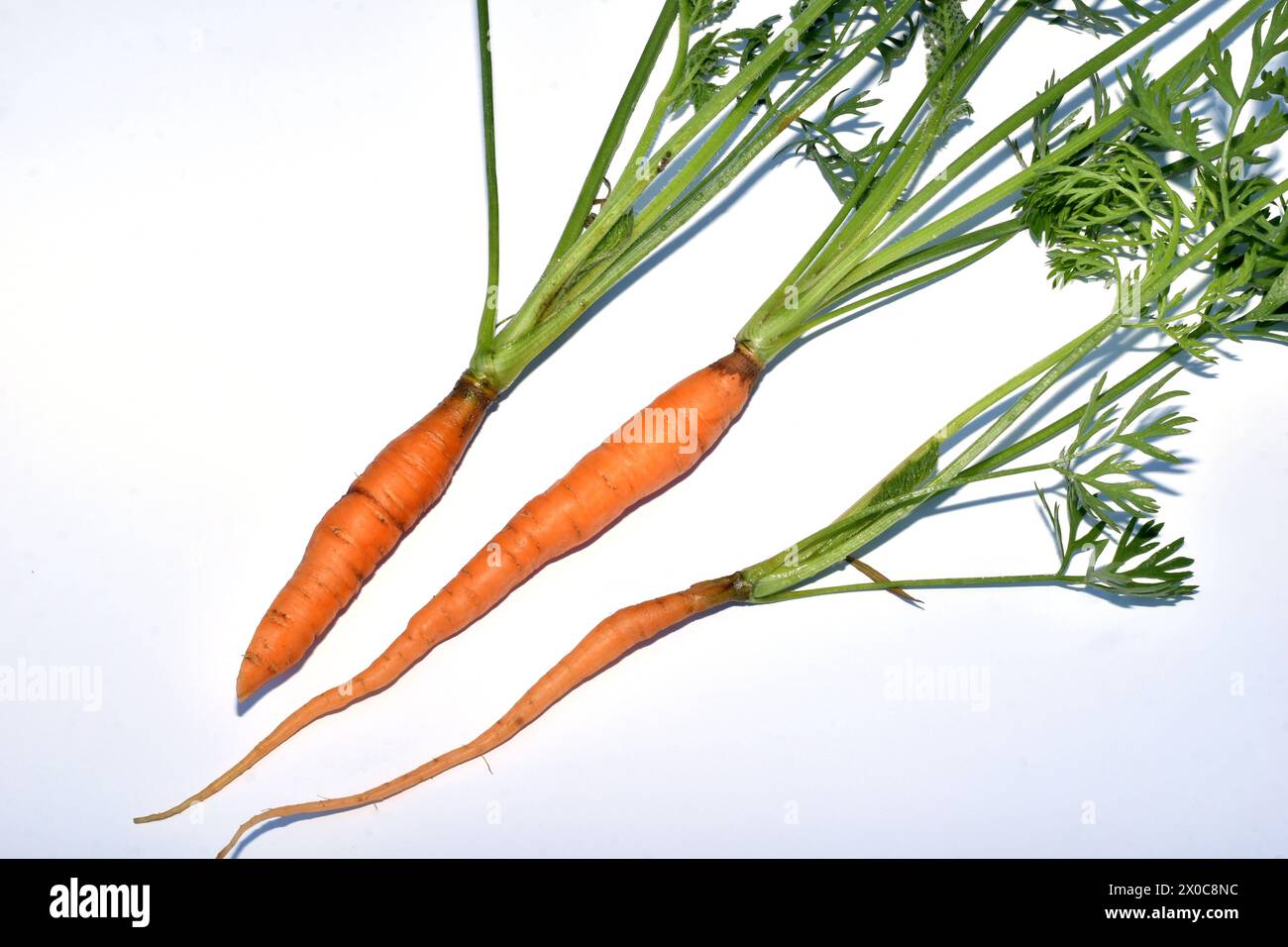 The picture shows a botanical illustration of a carrot plant, its three ...