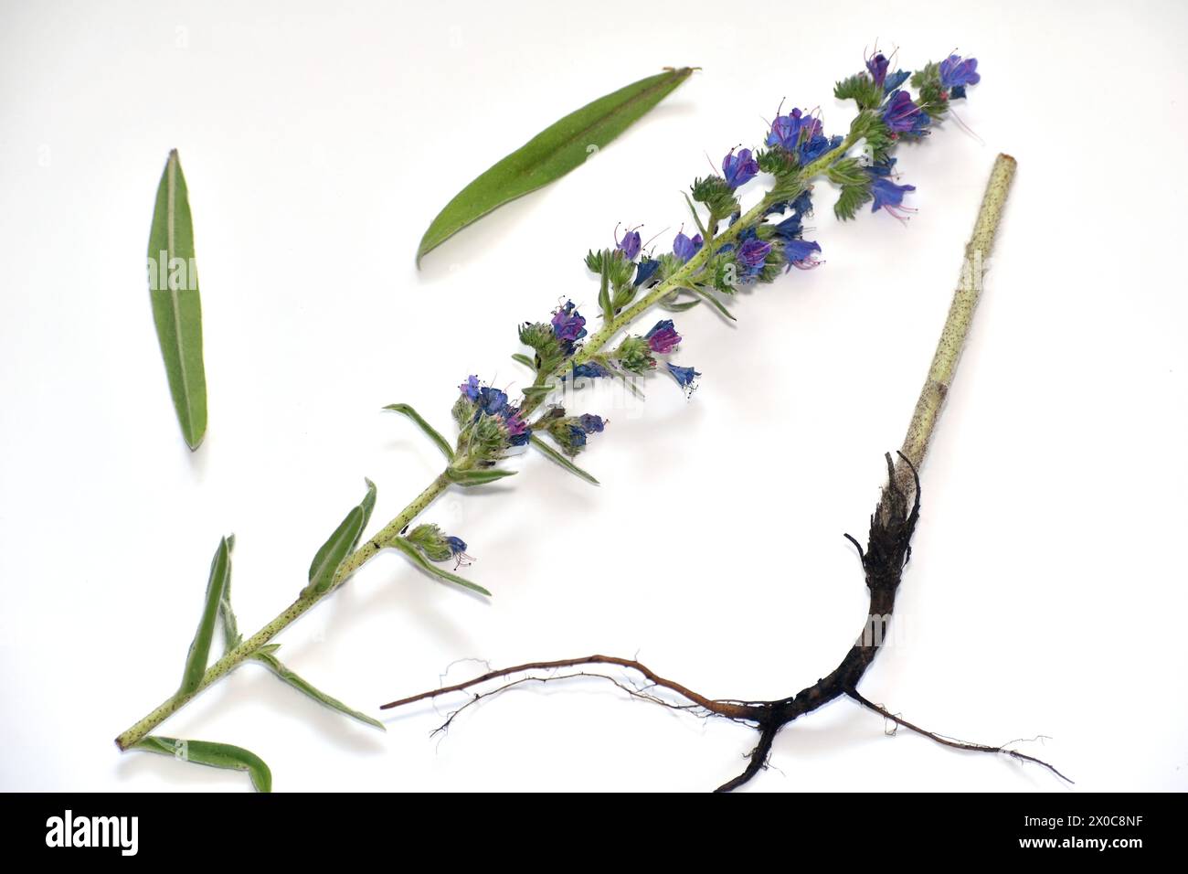 With field larkspur hi-res stock photography and images - Alamy