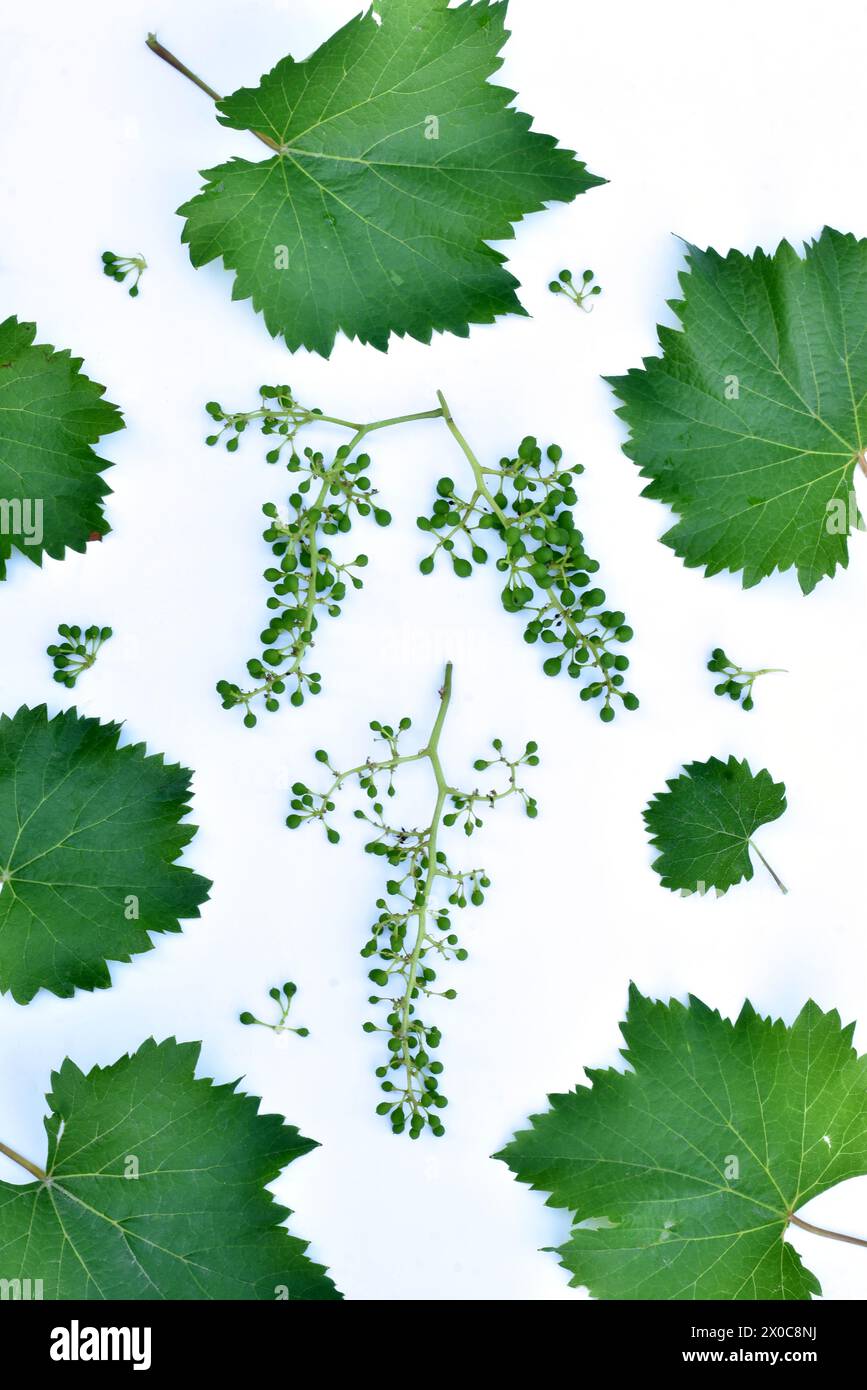 The picture shows a texture pattern made up of grape leaves, unripe ...