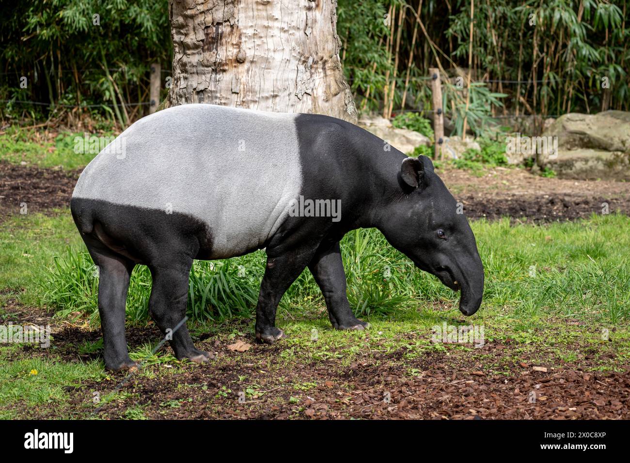 The menagerie, the zoo of the plant garden. View of a Malayan tapir in ...