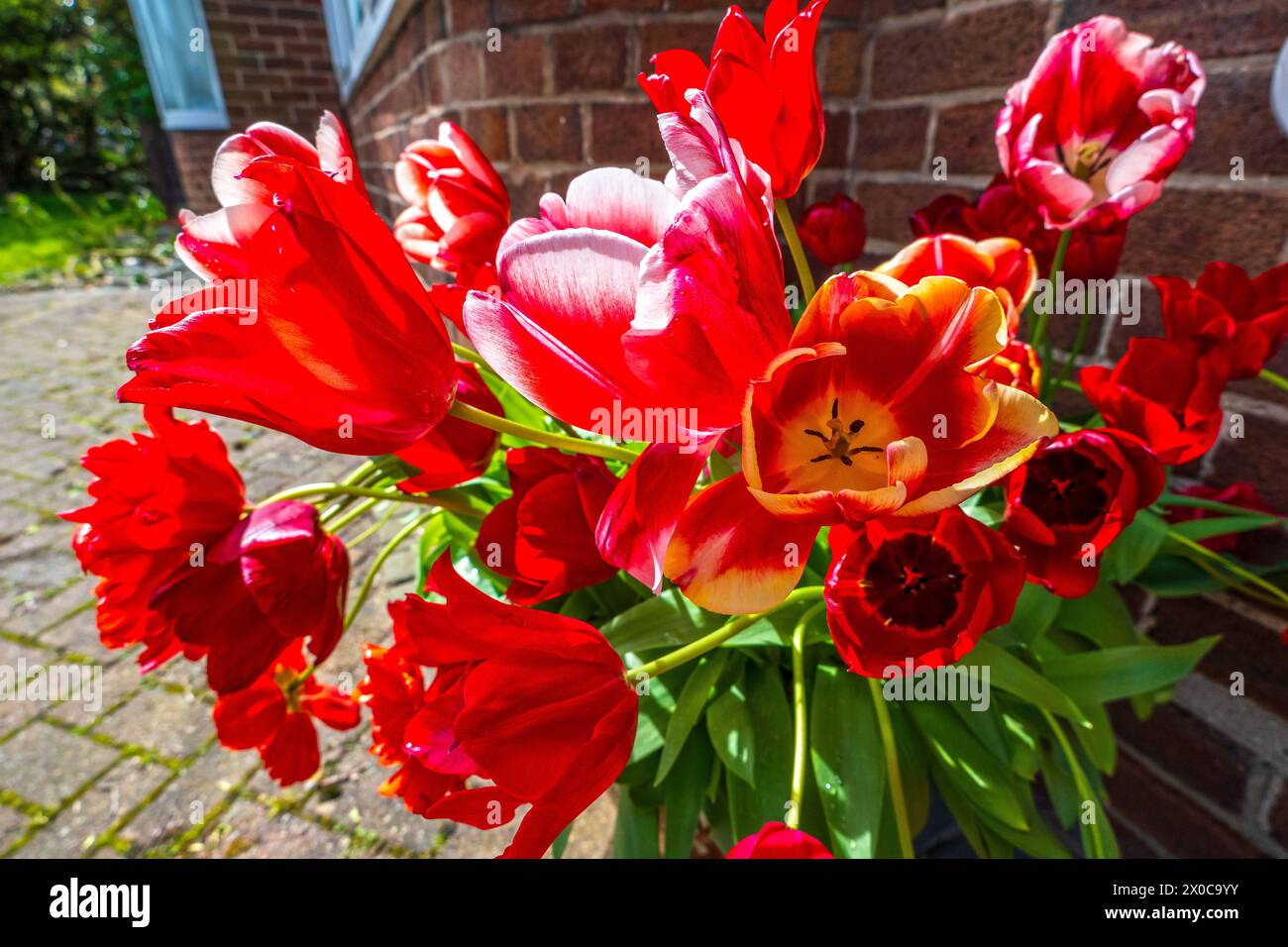 Bright red tulip flowers. perennial herbaceous bulbiferous geophytes ...
