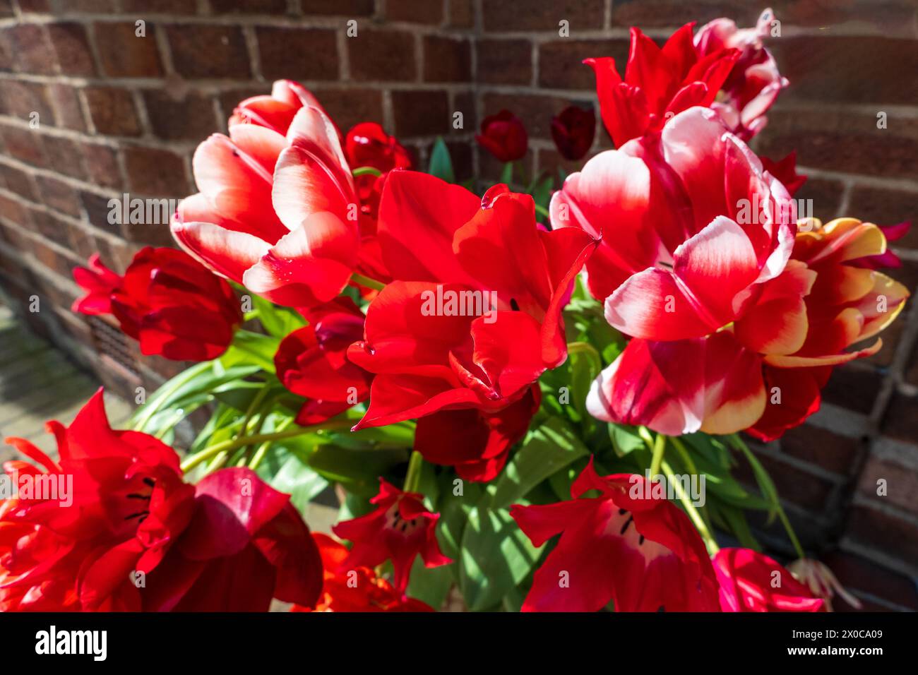 Bright red tulip flowers. perennial herbaceous bulbiferous geophytes ...