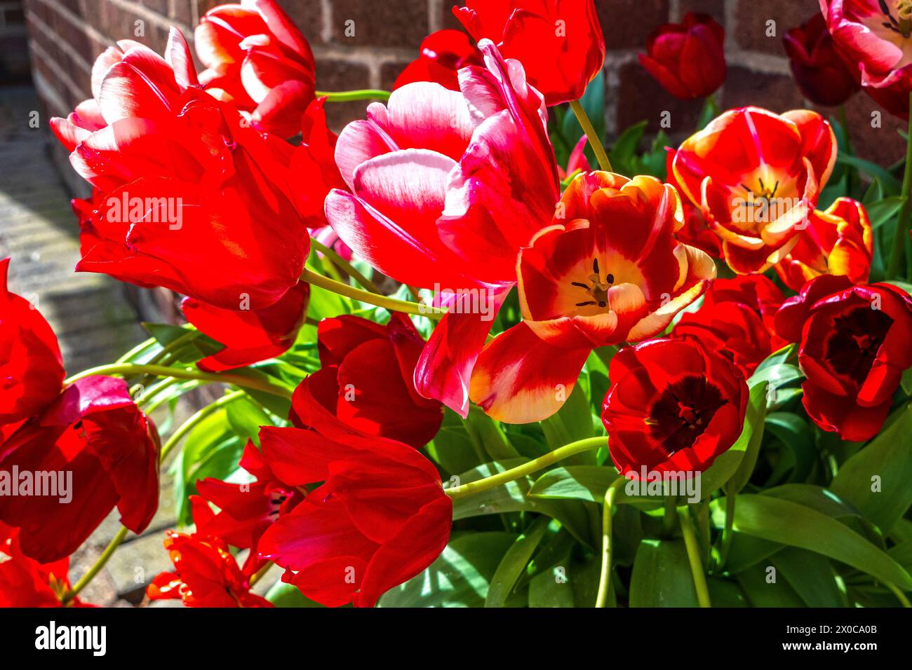 Bright red tulip flowers. perennial herbaceous bulbiferous geophytes ...