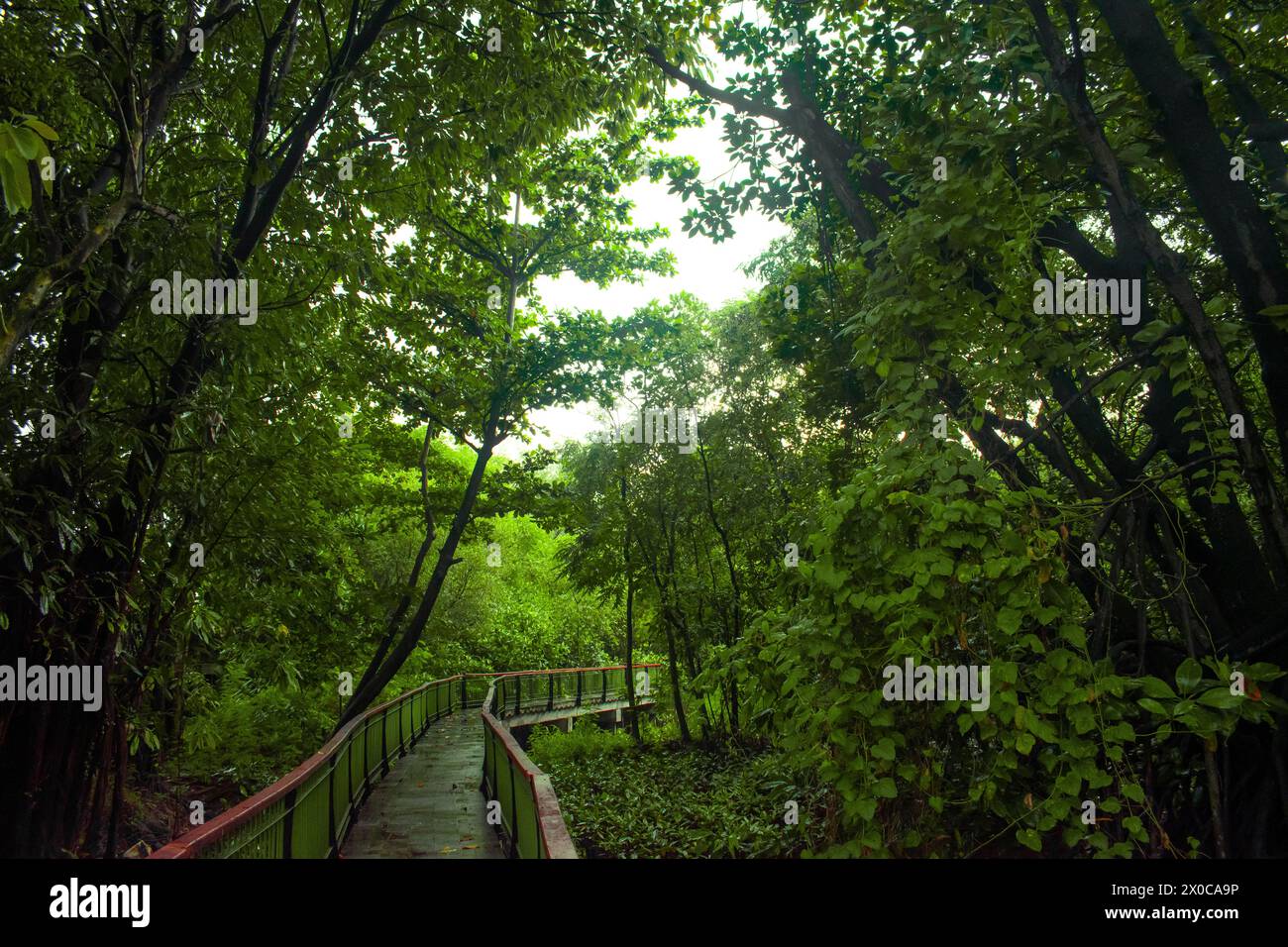 Beautiful bright green mangrove forest with long bridge and full of ...