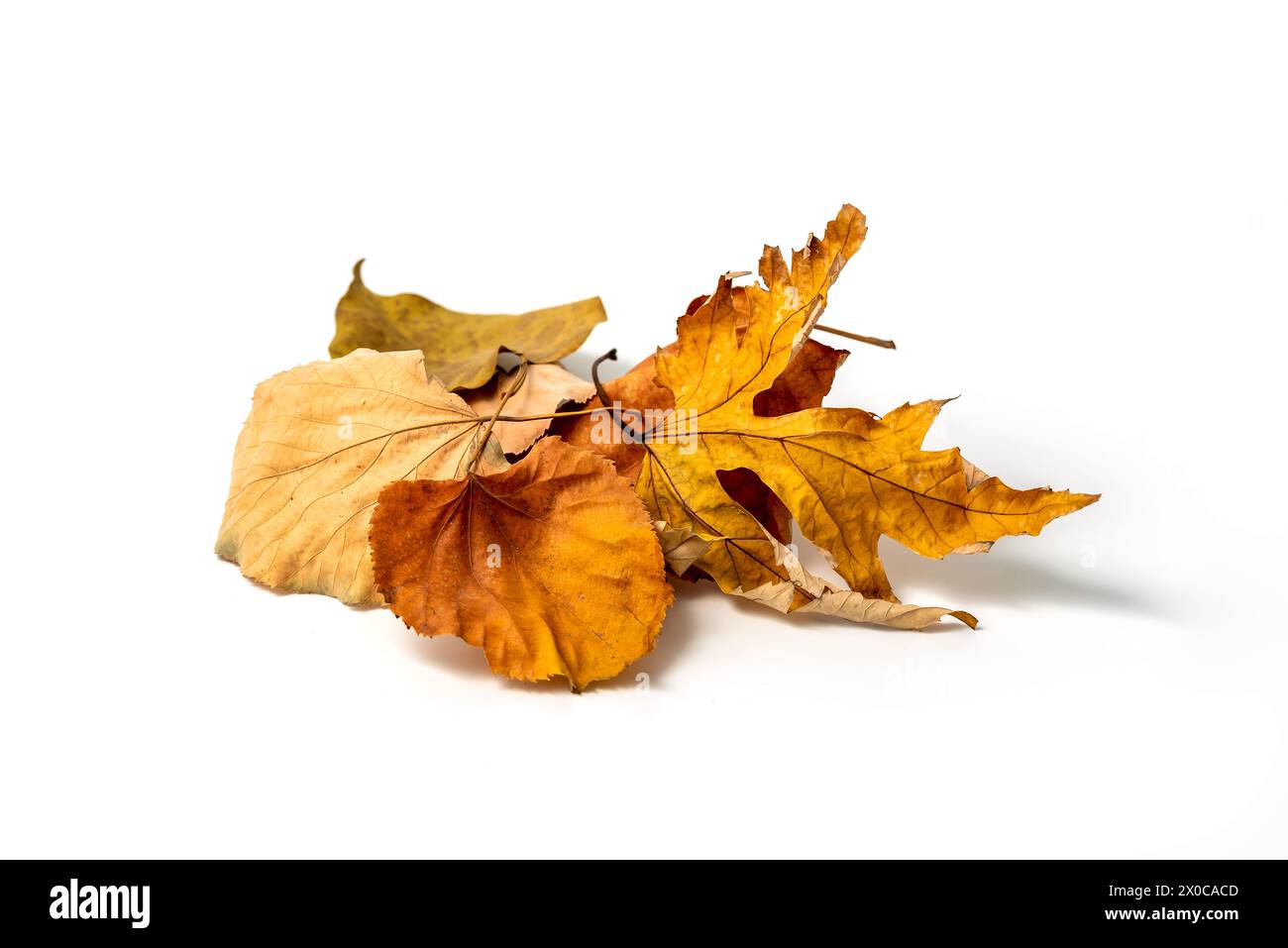 Pile dried maple leaves hi-res stock photography and images - Alamy