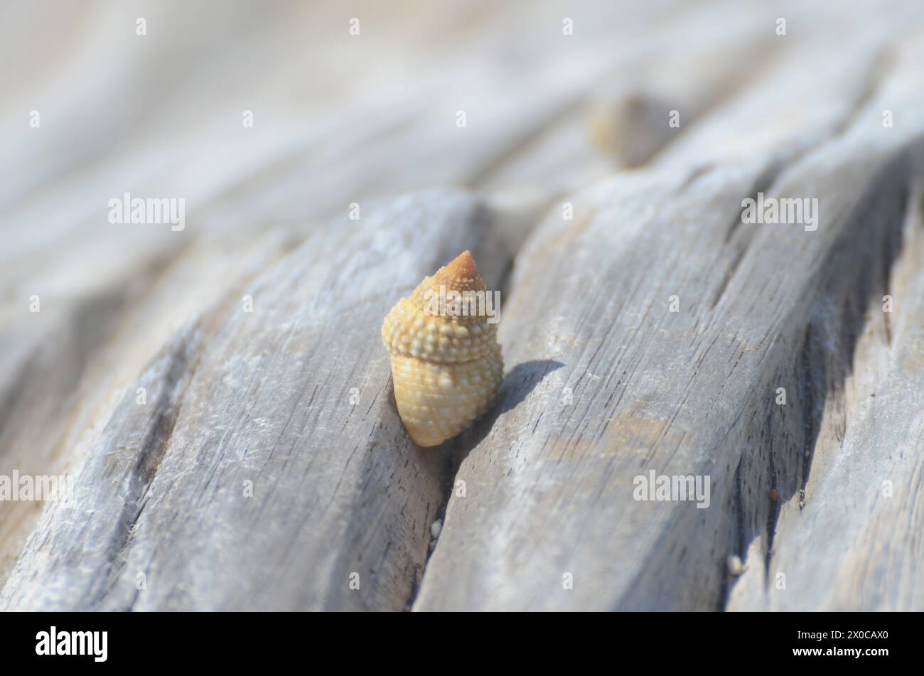 A pile of shells on a log. The shells are of different sizes and colors ...