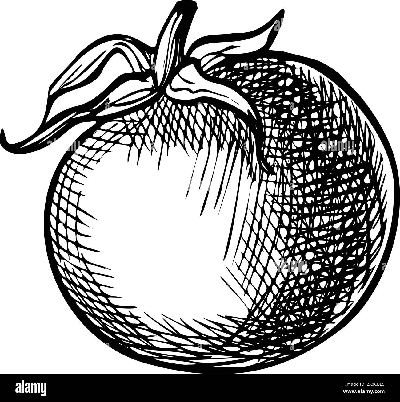 Tomato Cherry vector illustration. Drawing of vegetarian vegetable ...