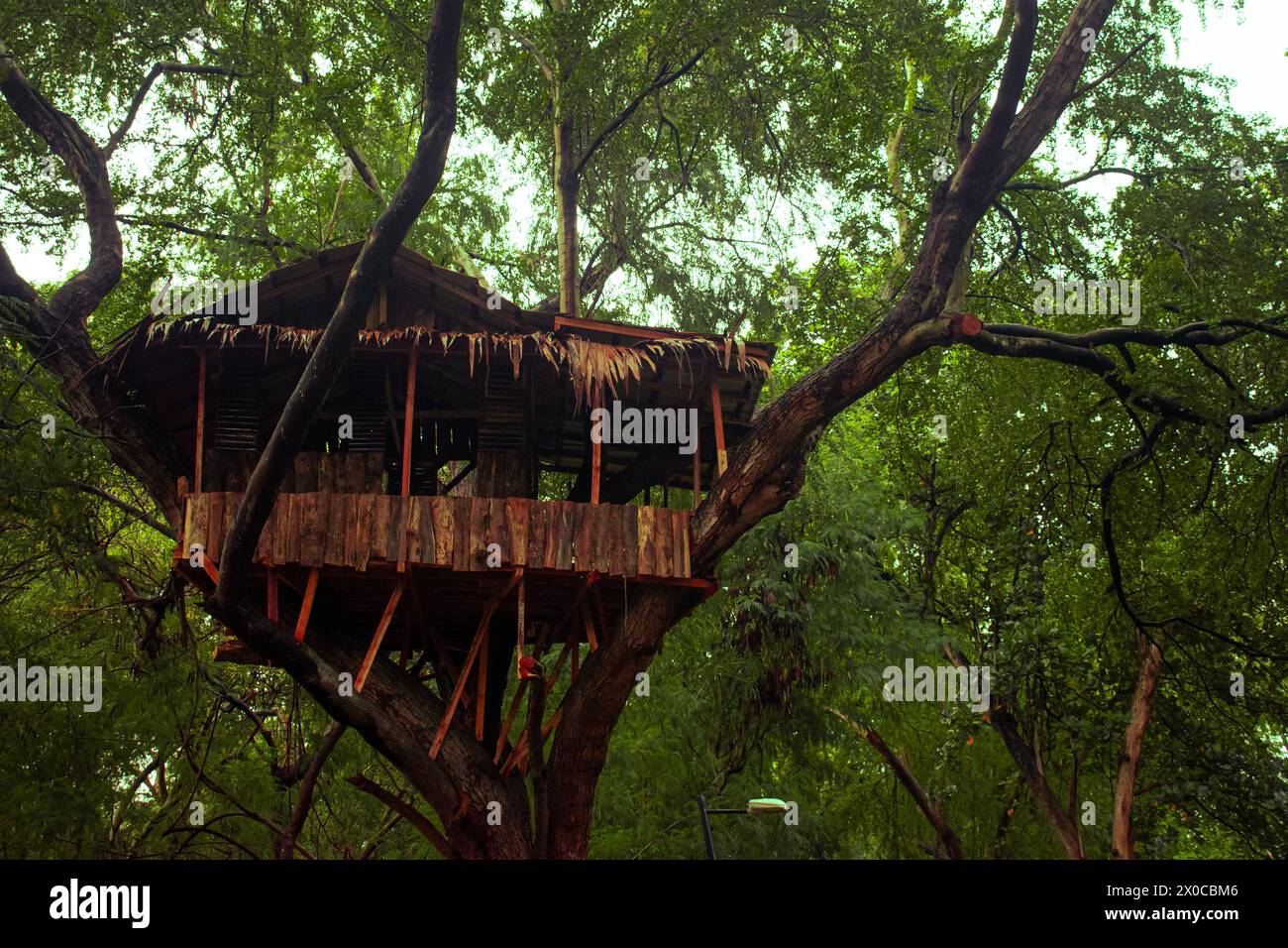 Beautiful and unique wood house on top of tree in the middle of forest ...