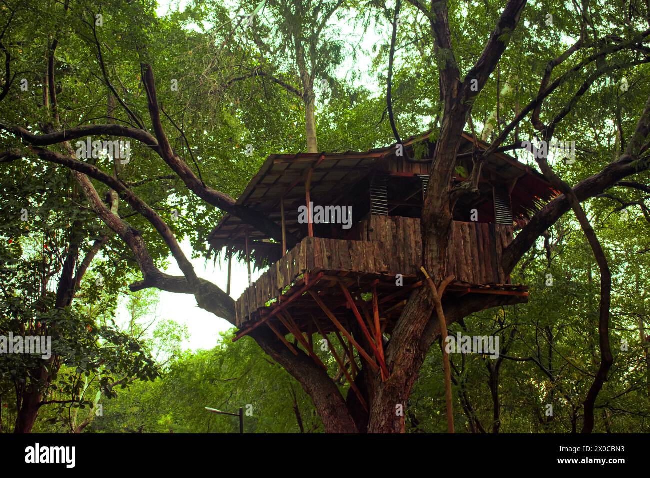 Beautiful and unique wood house on top of tree in the middle of forest ...