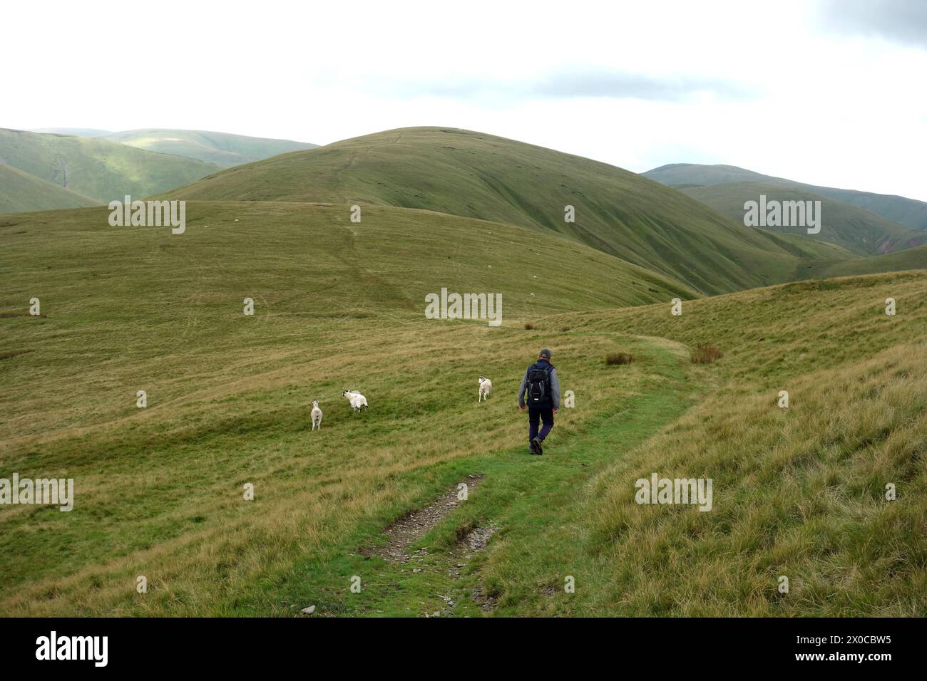 Man (Hiker) Walking Past Sheep on Spengill Head to 'Randygill Top' from ...