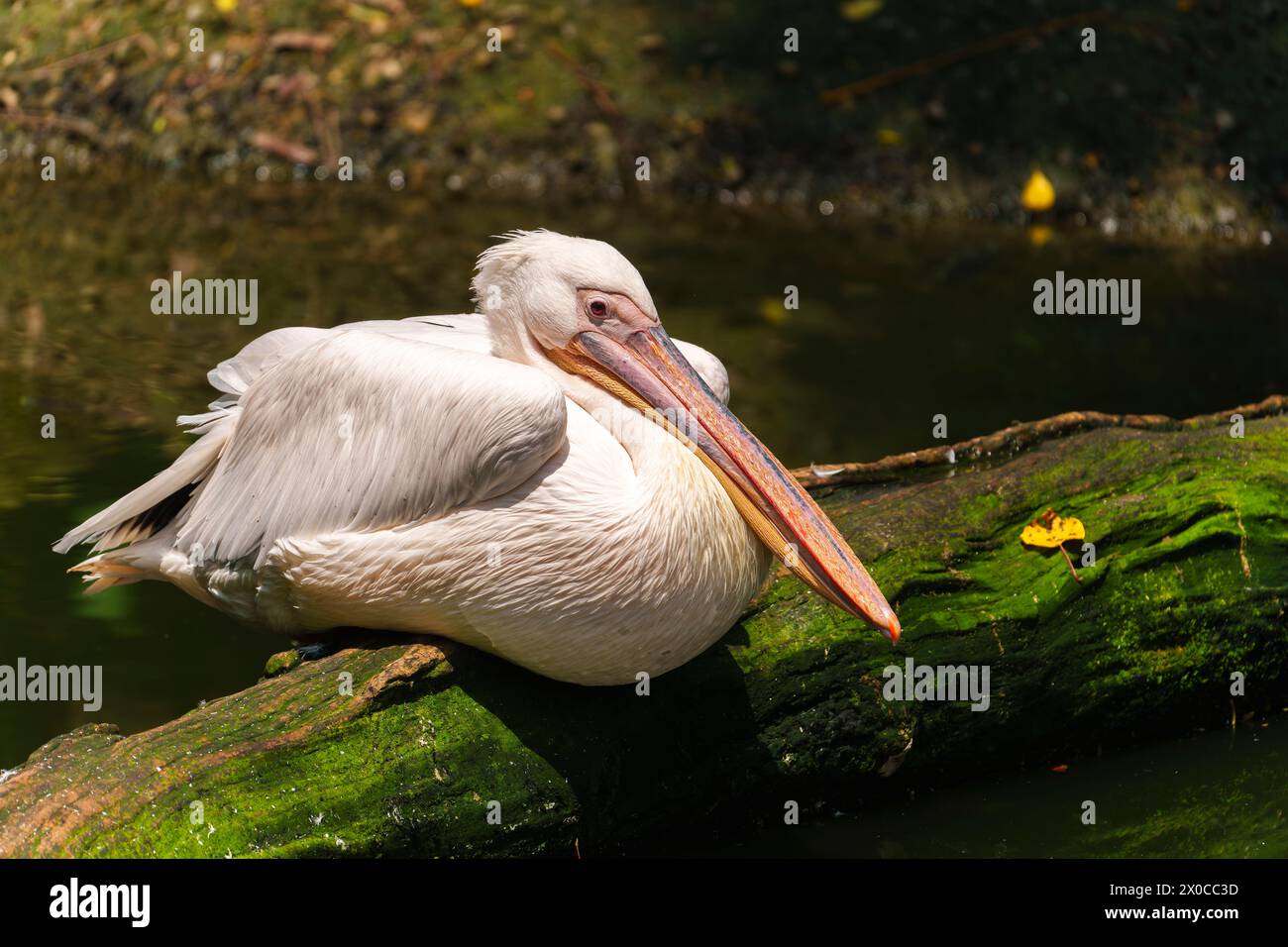 Great White Pelican(Pelecanus Onocrotalus) sitting on a tree Stock ...