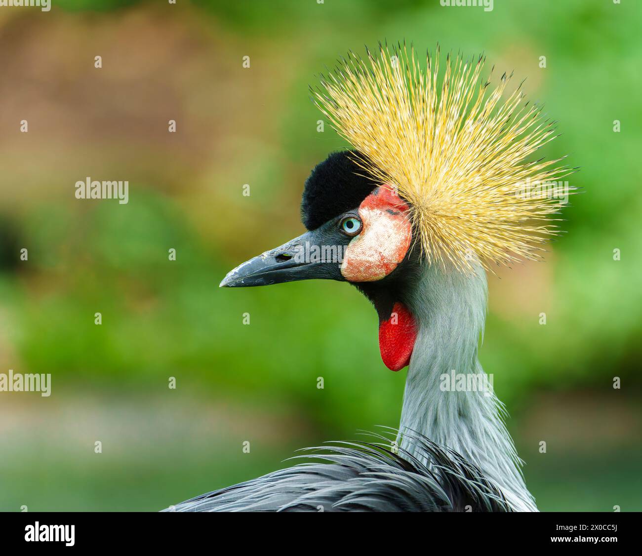 Portrait of a grey crowned crane in Taipei, Taiwan Zoo Stock Photo - Alamy