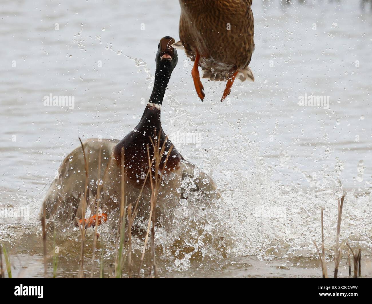 Canada goose fighting at RSPB Rainham Marshes Nature Reserve , Rainham ...