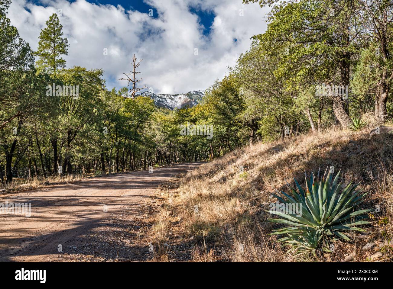 Chiricahua Peak massif, Herb Martyr Road, snow in early spring ...