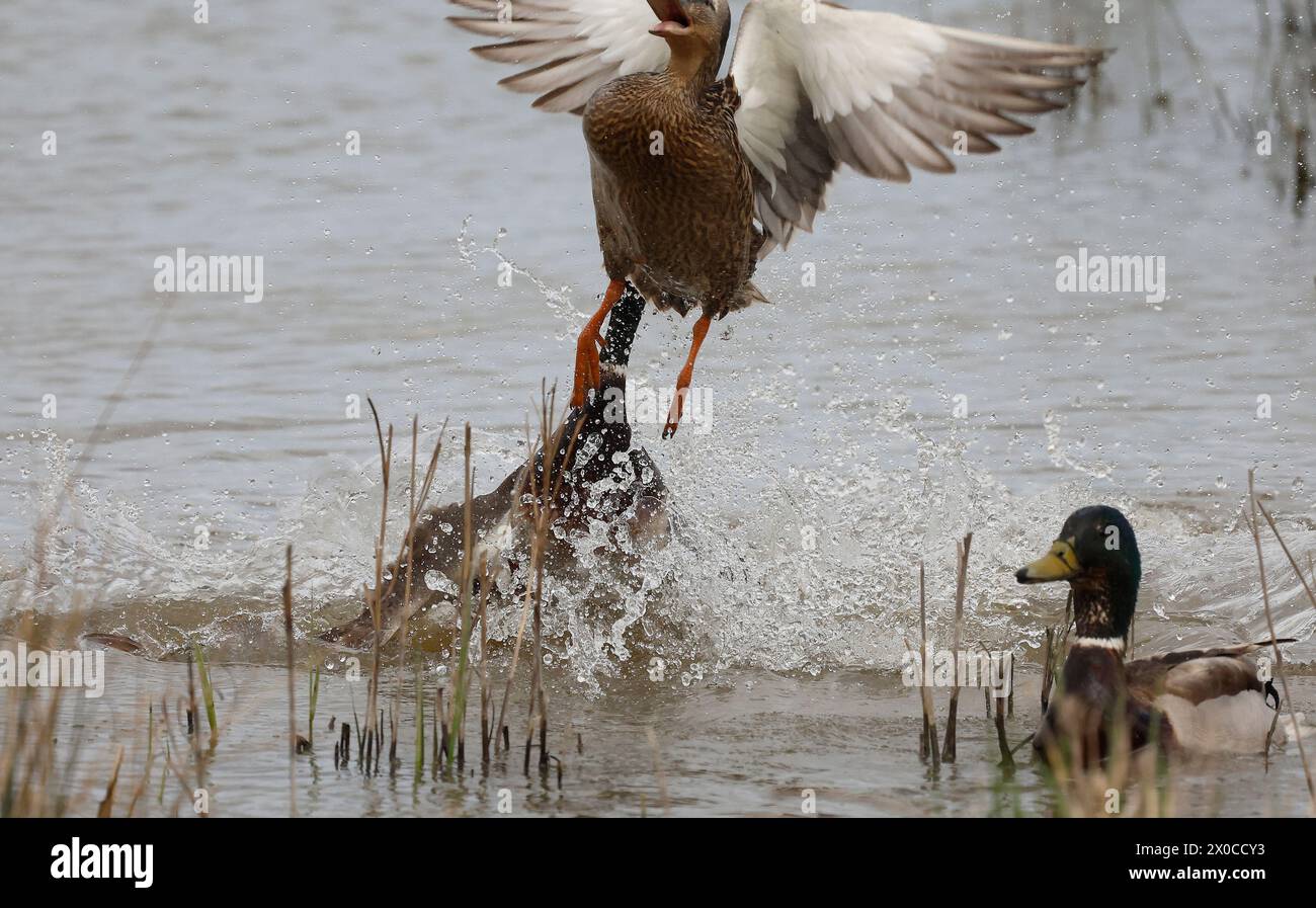 Canada goose fighting at RSPB Rainham Marshes Nature Reserve , Rainham ...