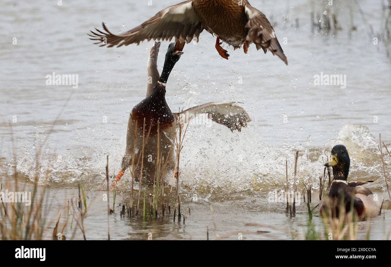 Canada goose fighting at RSPB Rainham Marshes Nature Reserve , Rainham ...
