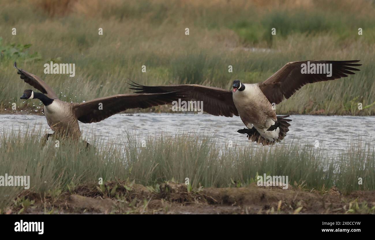 Canada goose in flight at RSPB Rainham Marshes Nature Reserve , Rainham ...