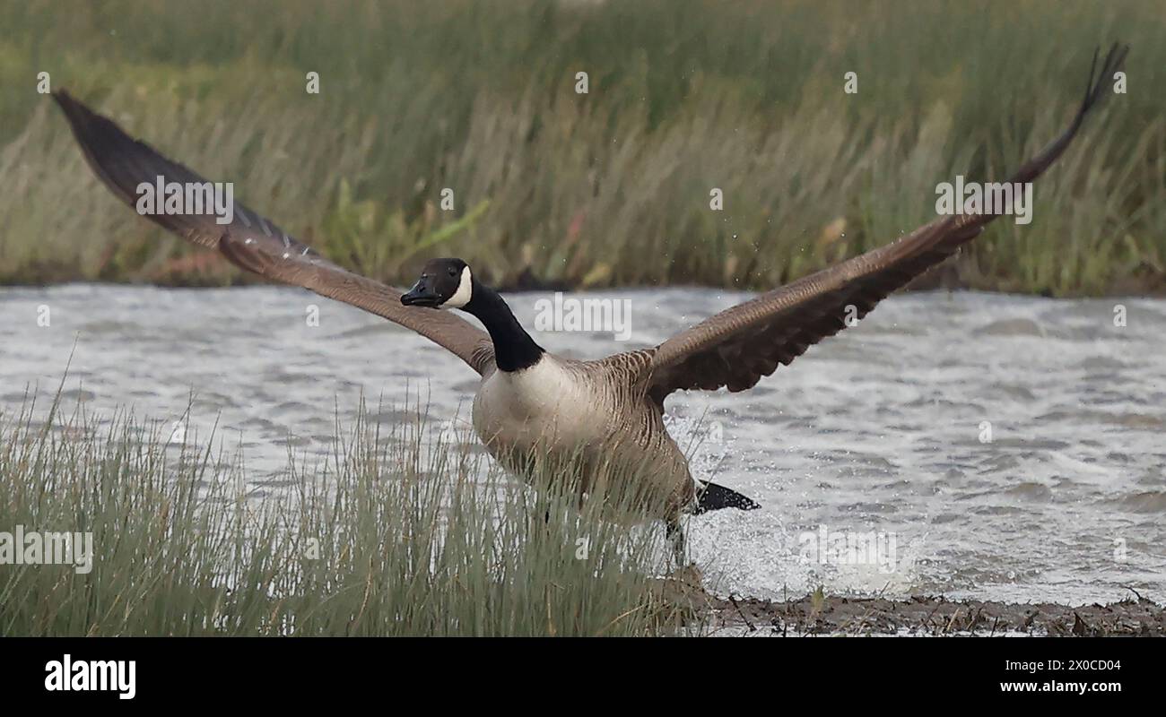 Canada goose in flight at RSPB Rainham Marshes Nature Reserve , Rainham ...