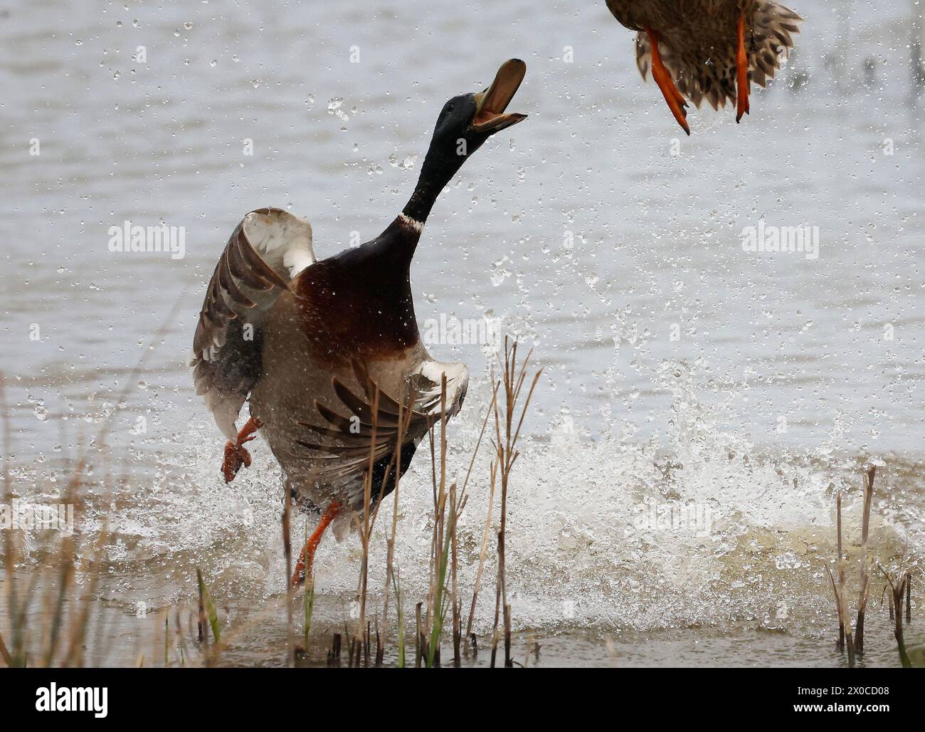 at RSPB Rainham Marshes Nature Reserve , Rainham, Essex - 07th April ...