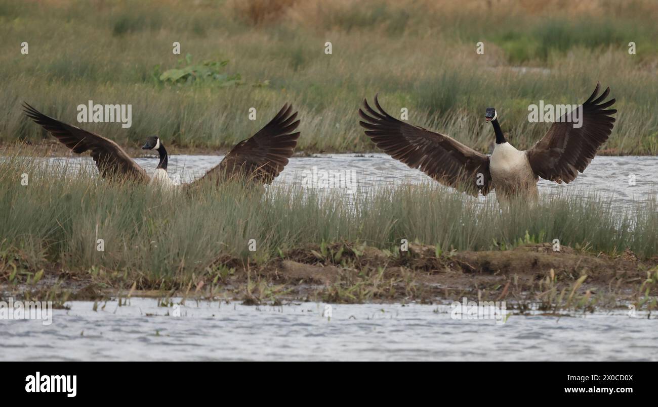 Canada goose in flight at RSPB Rainham Marshes Nature Reserve , Rainham ...