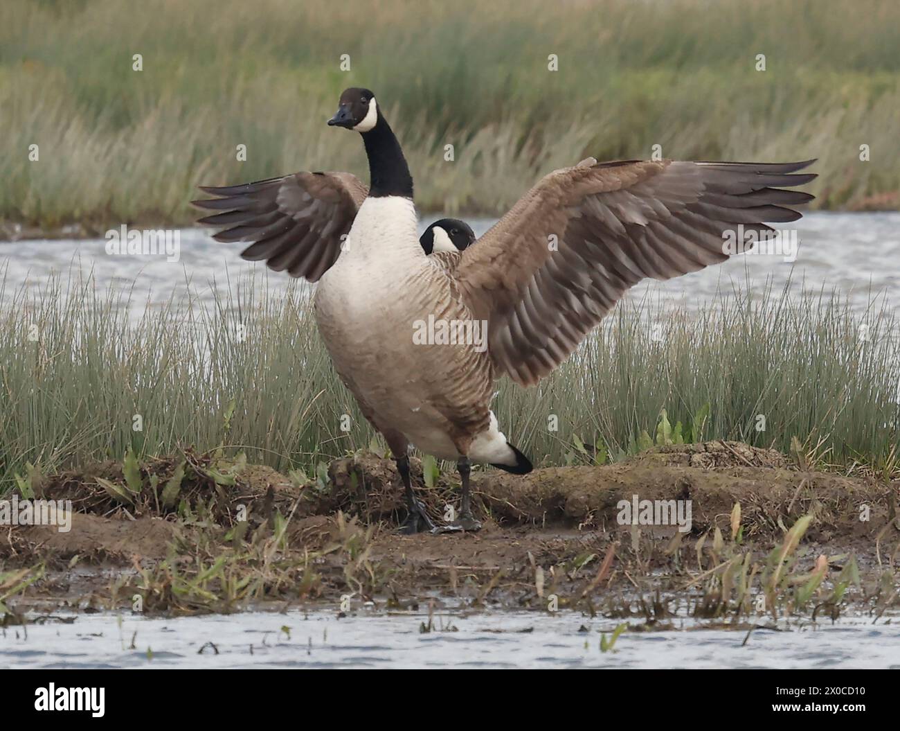 Canada goose in flight at RSPB Rainham Marshes Nature Reserve , Rainham ...