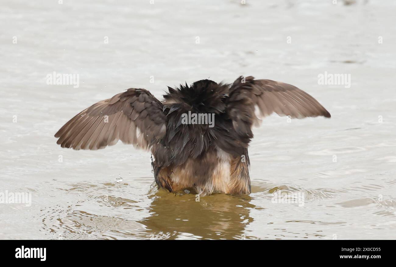 Little Grebe having fin water at RSPB Rainham Marshes Nature Reserve ...
