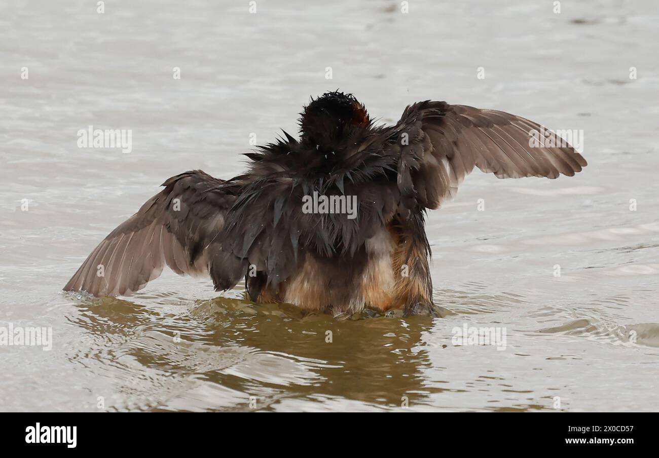 Little Grebe having fin water at RSPB Rainham Marshes Nature Reserve ...