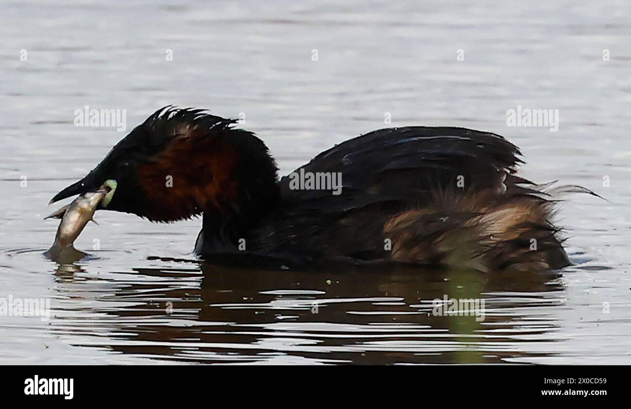 Little Grebe with stickleback in water at RSPB Rainham Marshes Nature ...