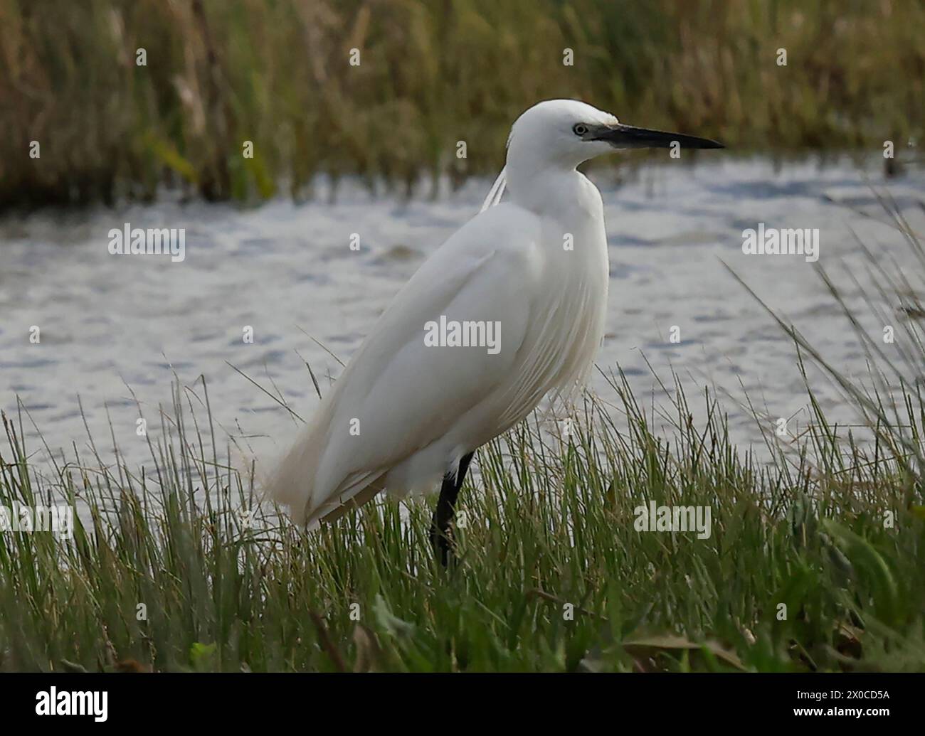 Little Egret at RSPB Rainham Marshes Nature Reserve , Rainham, Essex ...