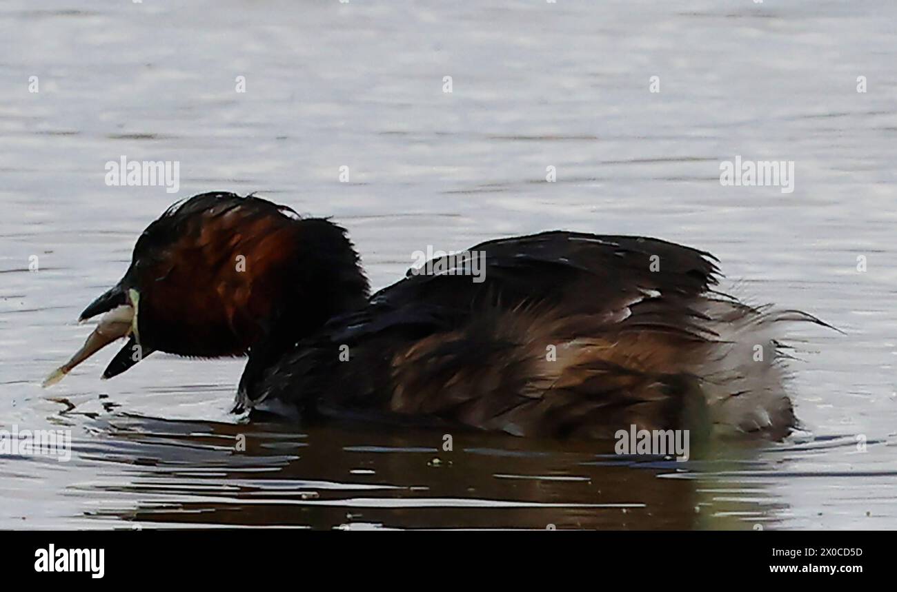 Little Grebe with stickleback in water at RSPB Rainham Marshes Nature ...