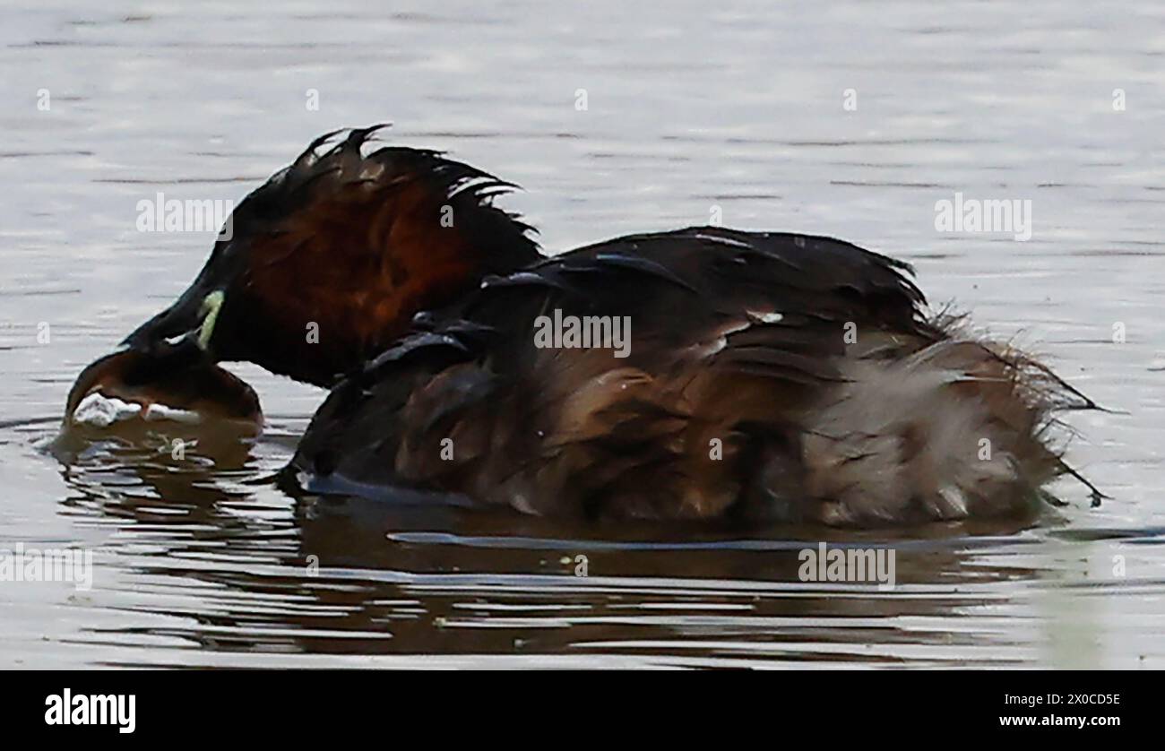 Little Grebe with stickleback in water at RSPB Rainham Marshes Nature ...