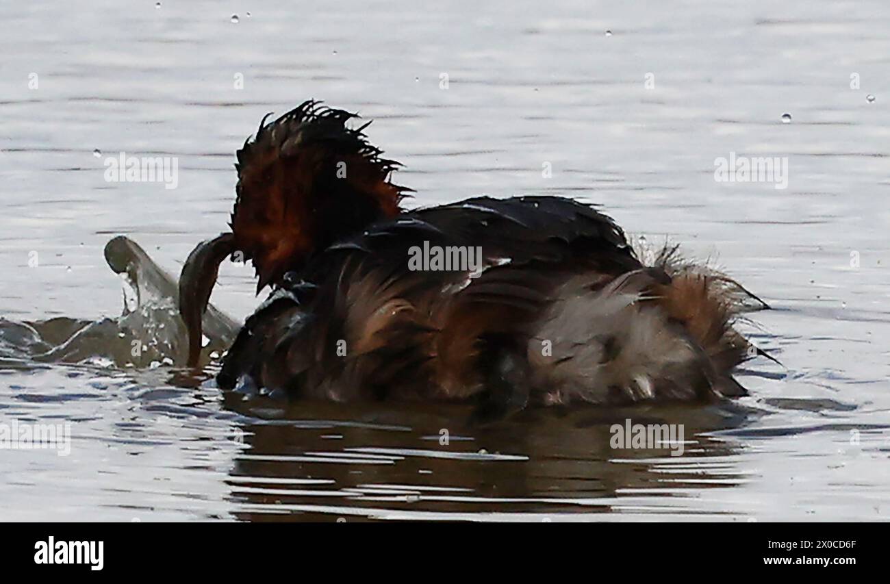 Little Grebe with stickleback in water at RSPB Rainham Marshes Nature ...