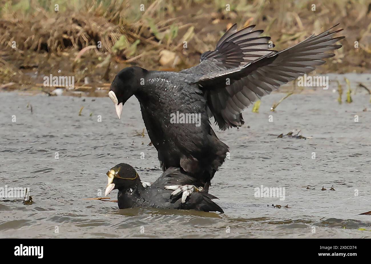 Coot having fun at RSPB Rainham Marshes Nature Reserve , Rainham, Essex ...