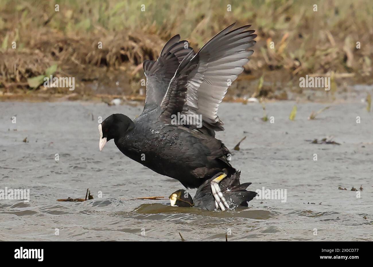 Coot having fun at RSPB Rainham Marshes Nature Reserve , Rainham, Essex ...