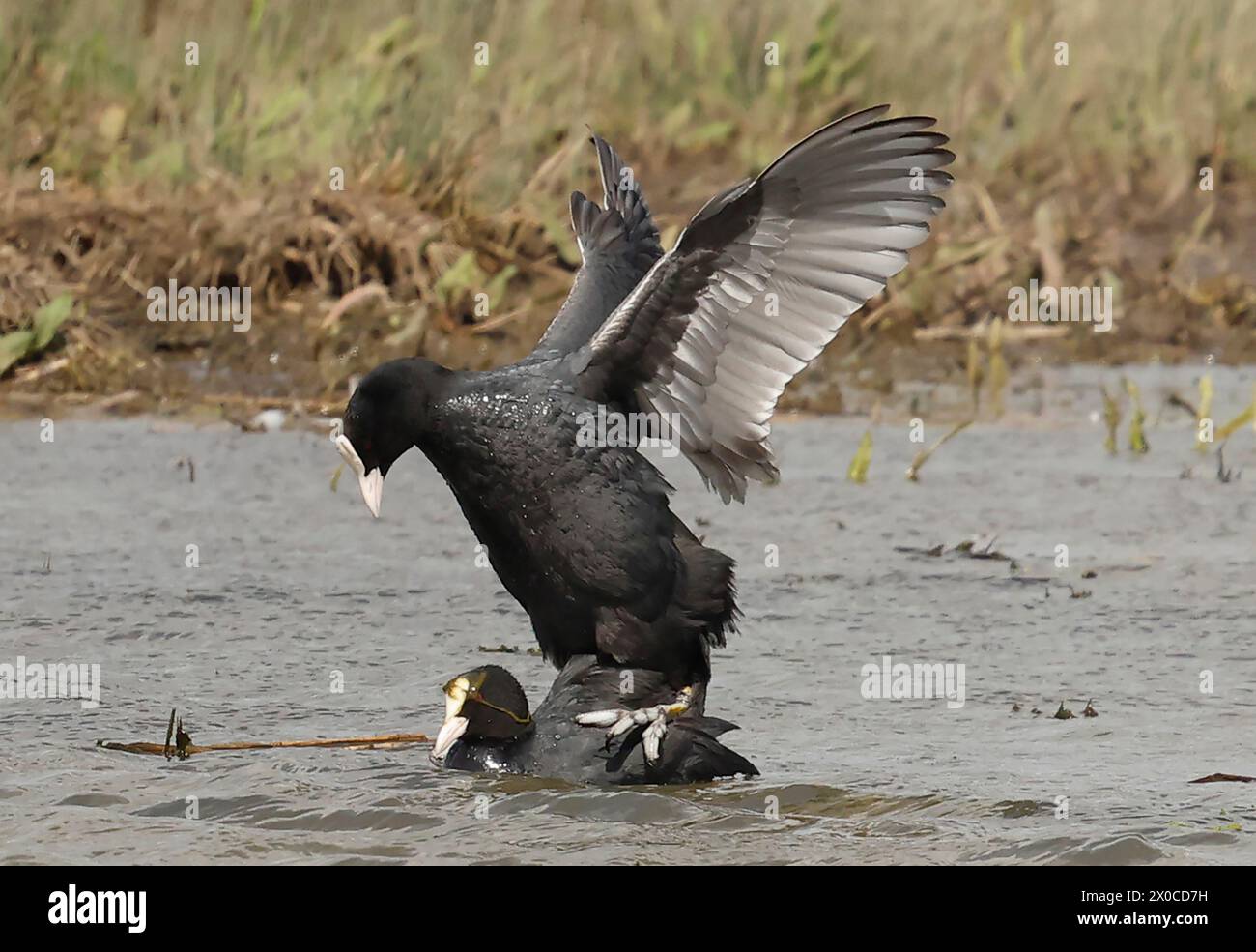 Coot having fun at RSPB Rainham Marshes Nature Reserve , Rainham, Essex ...