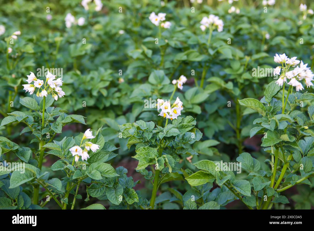 Flowering potatoes potato plantation hi-res stock photography and ...