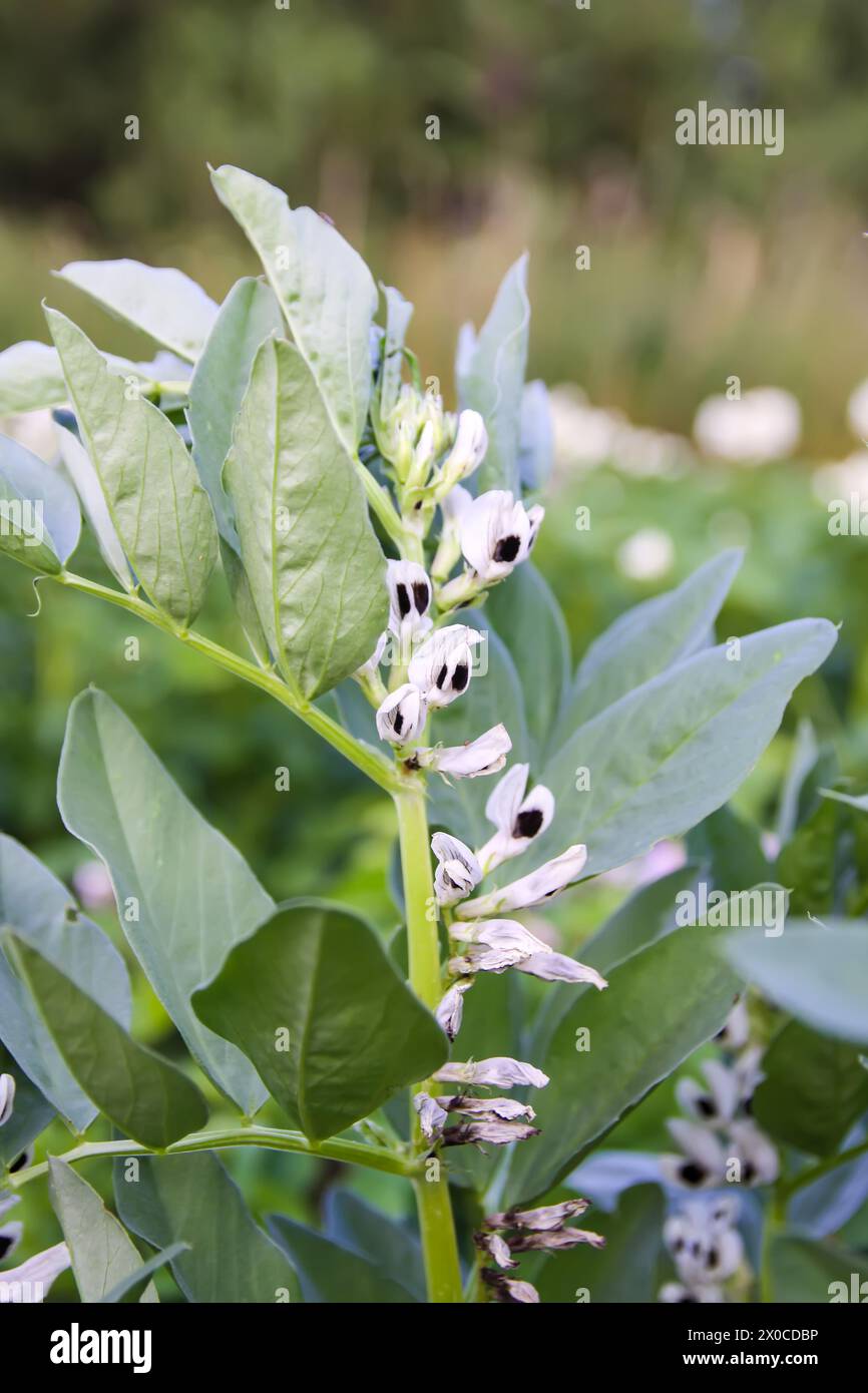 Organic vegetables grow on the farm field. Flowering beans Stock Photo ...