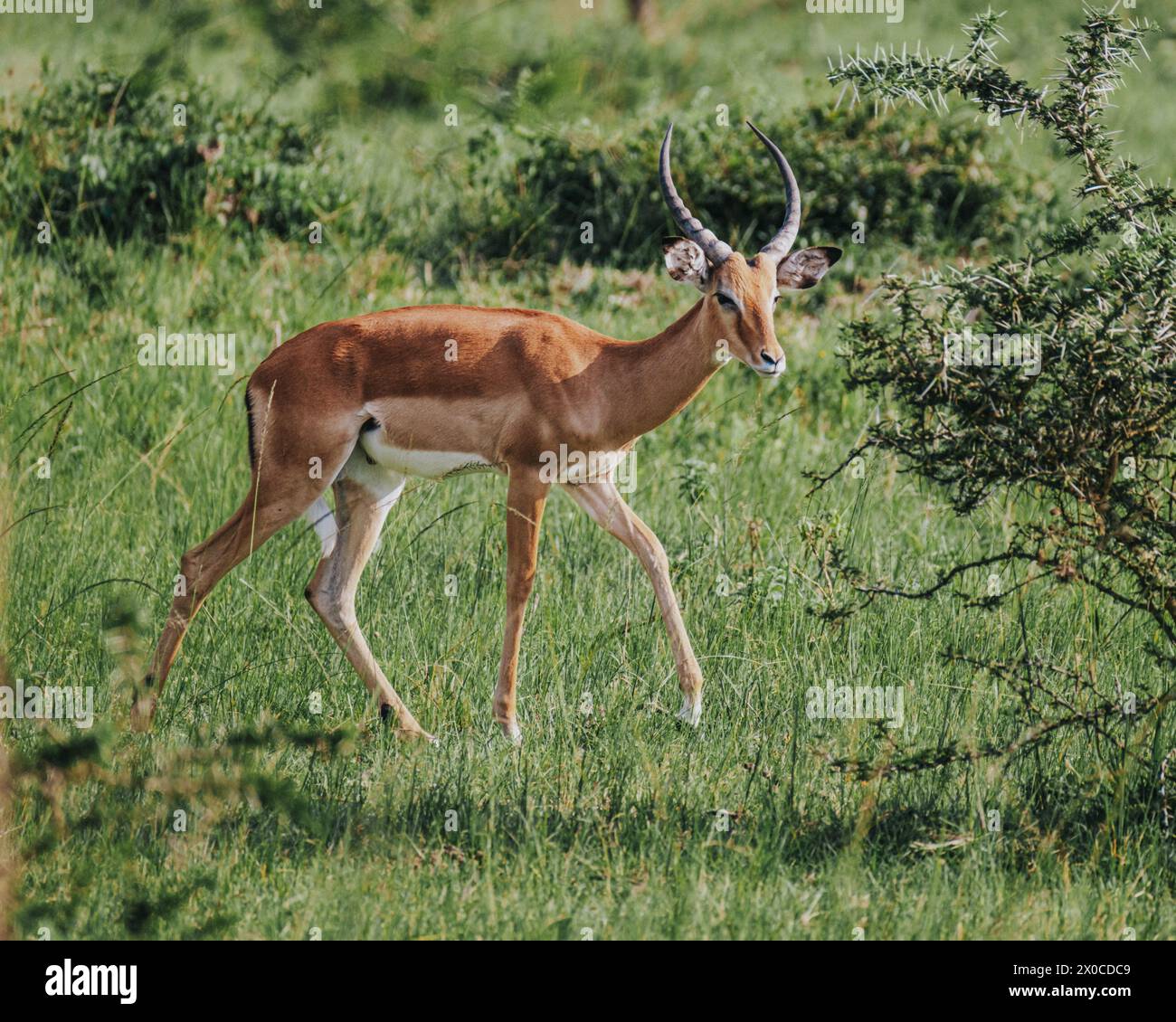 Impalas in grasslands in lake Mburo, Uganda Stock Photo - Alamy