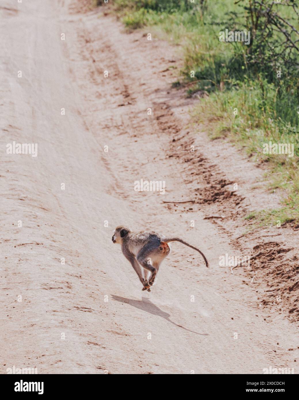 Vervet monkey crossing road Stock Photo - Alamy