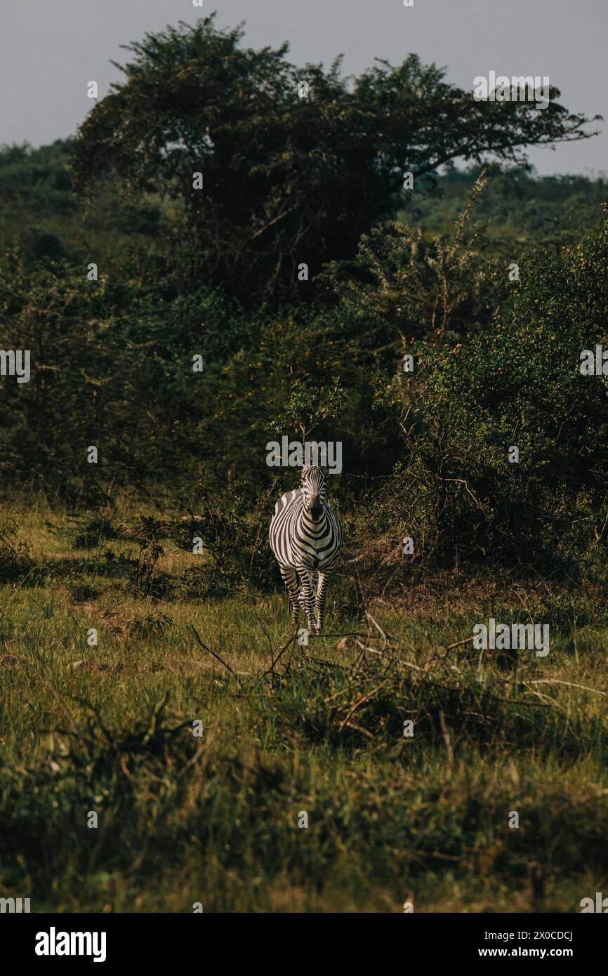 Portrait of plain zebra in Uganda Stock Photo - Alamy