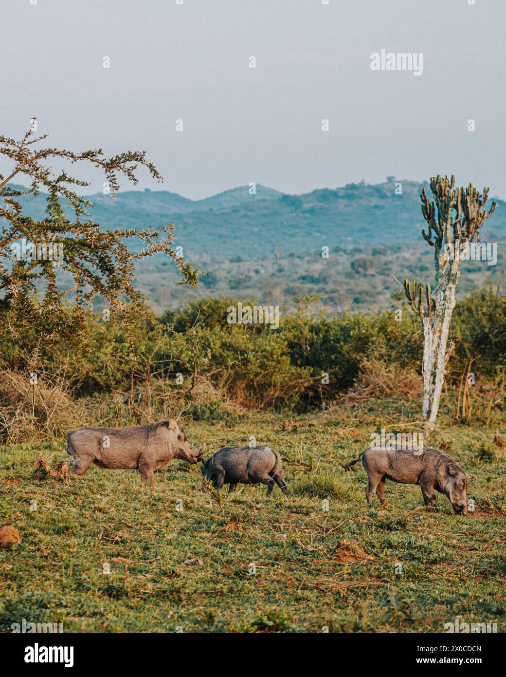 Warthog in Ugandan grasslands Stock Photo - Alamy