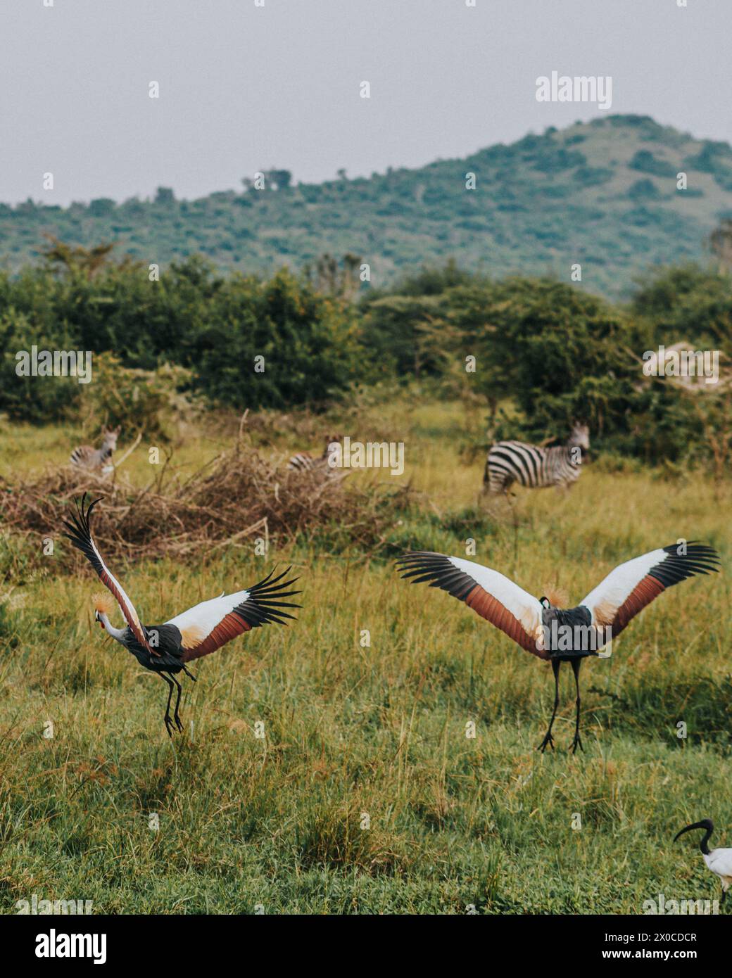 Ugandan cranes hi-res stock photography and images - Alamy